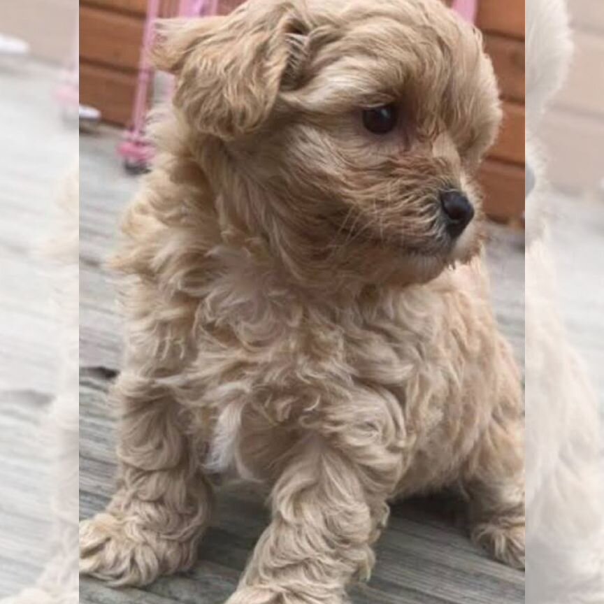 Карликовый пудель, щенок