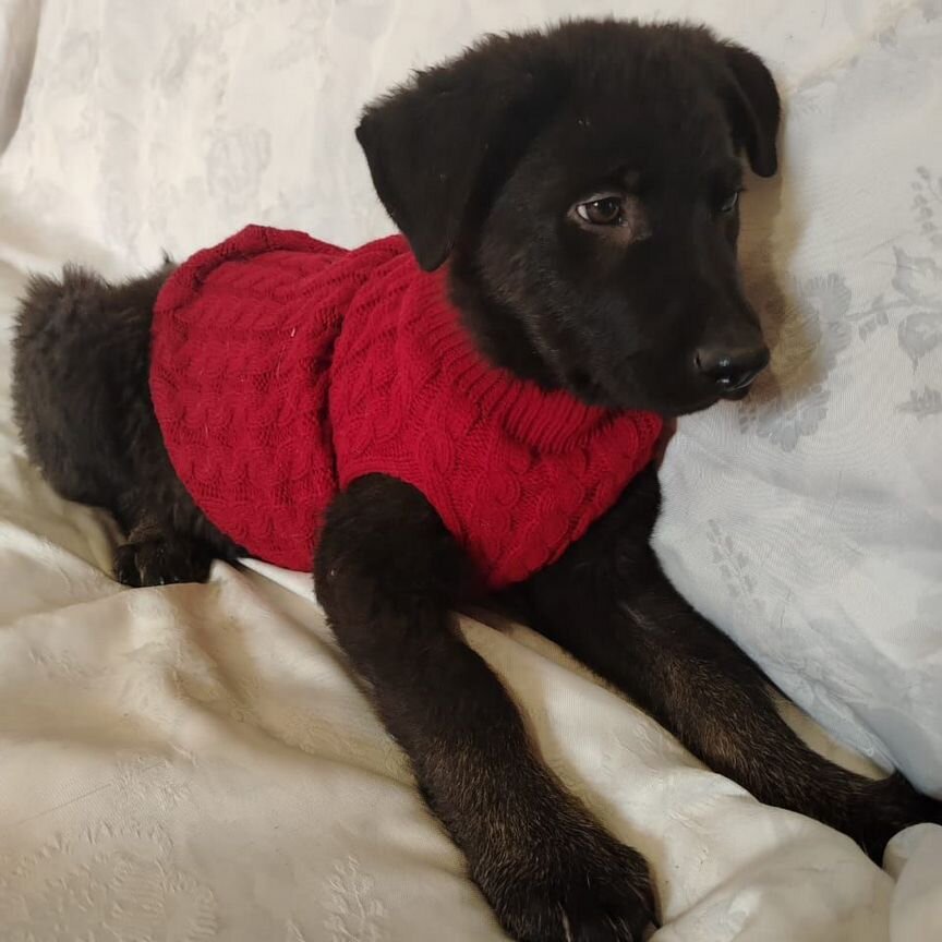 Филя 2,5 мес мальчик