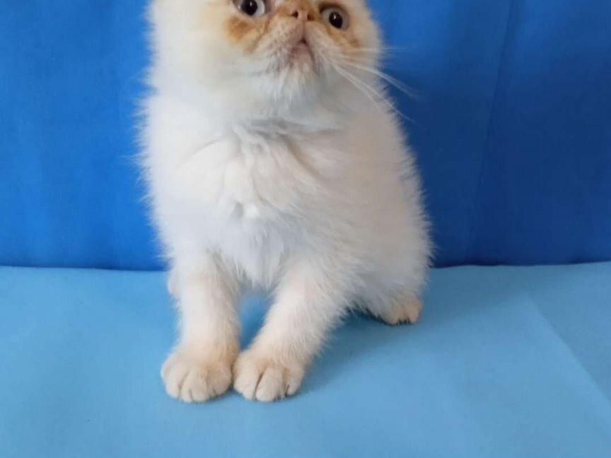 Экзотическая