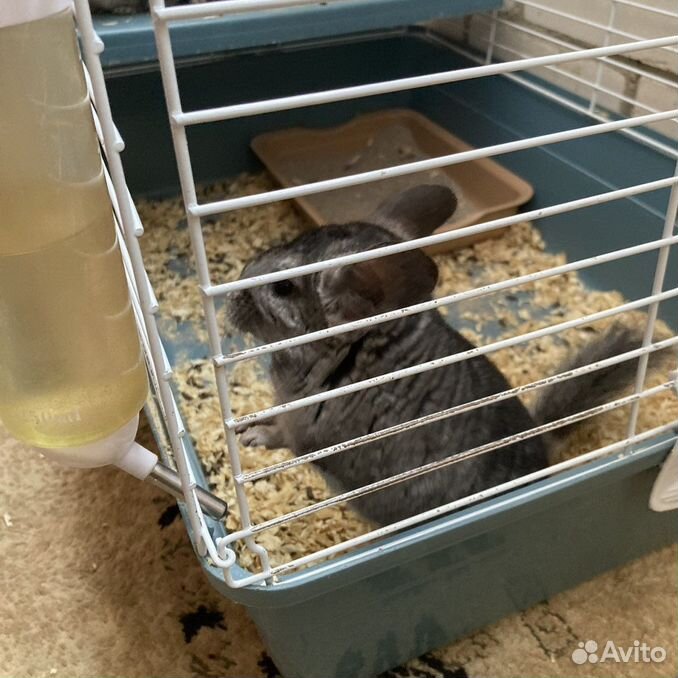 Котята персидская шиншилла