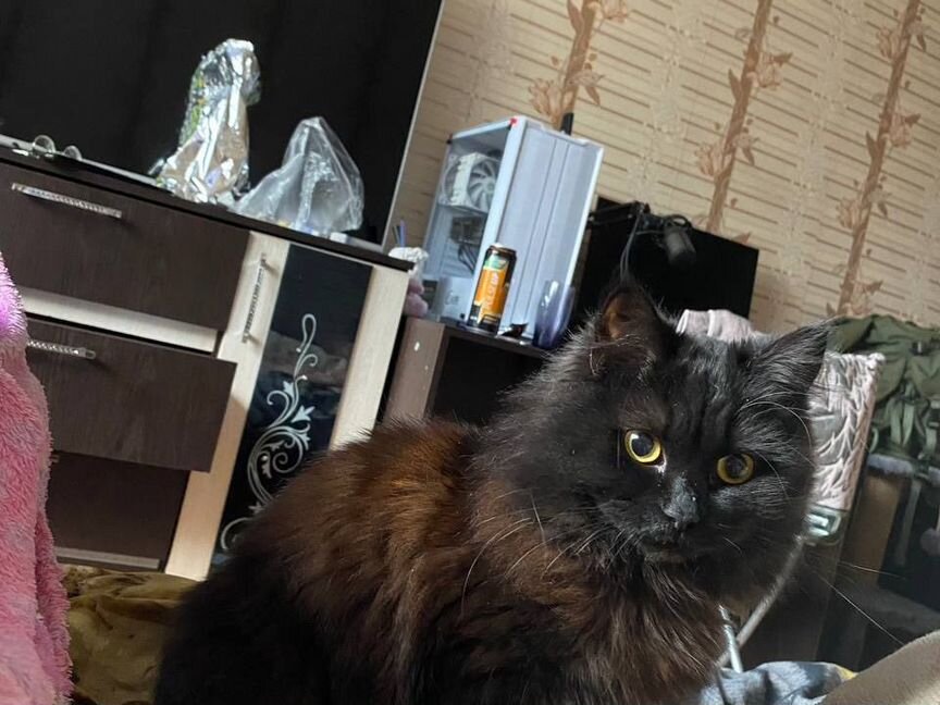 Смесь сибирского кота и британца