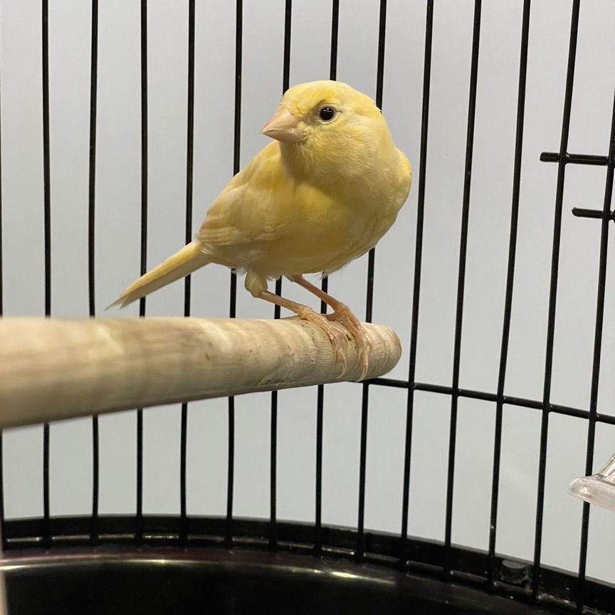 Канарейка Кенар овсяного напева