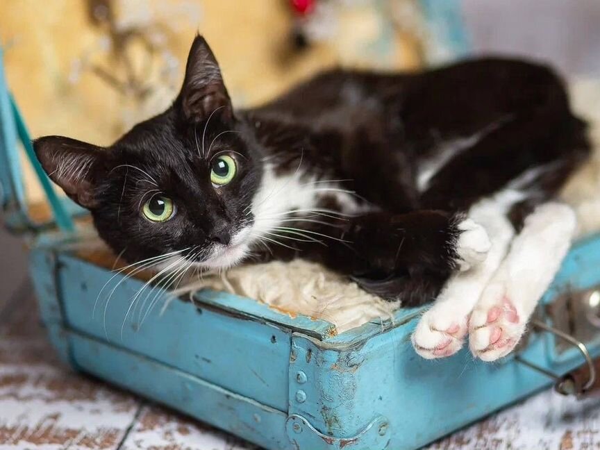 Кошка в дар