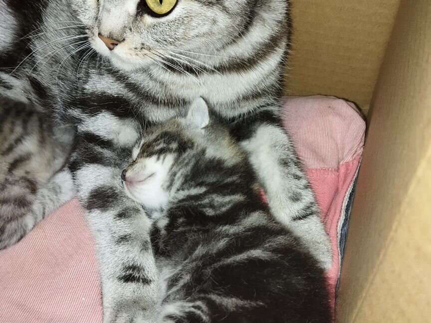 Котята