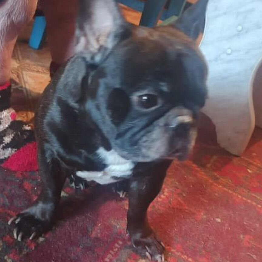 Французский бульдог, взрослый пёс