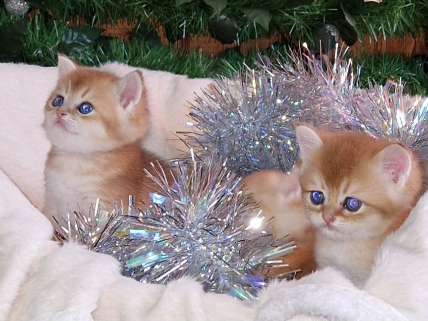Британские котята золотая шиншилла