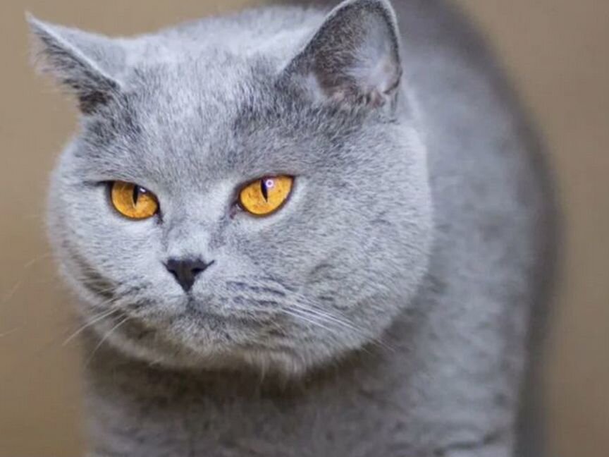 Британка короткошерстная кошка