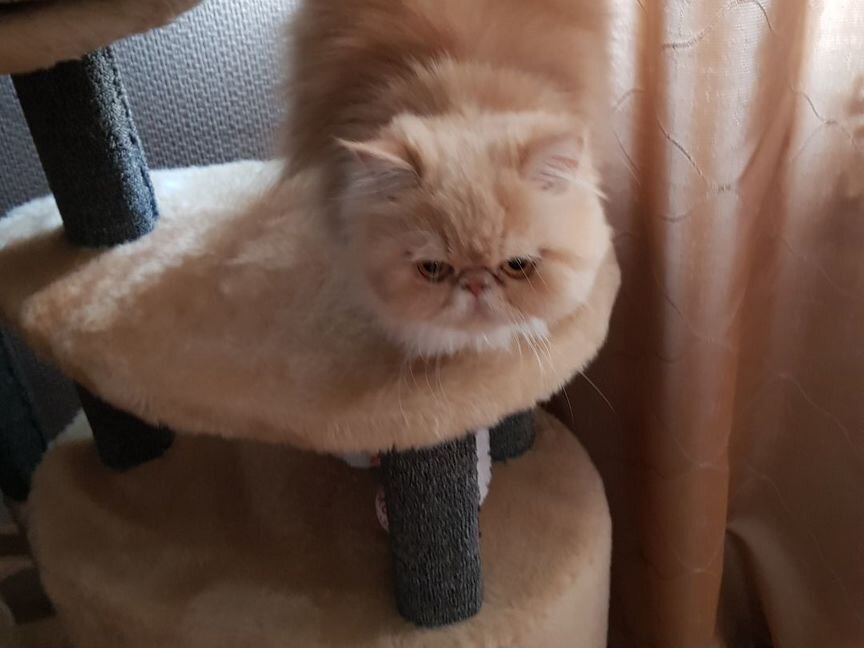Ищем опытного котика