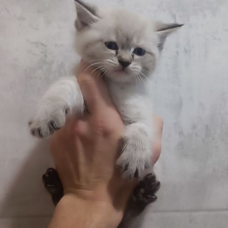 Сибирский котёнок