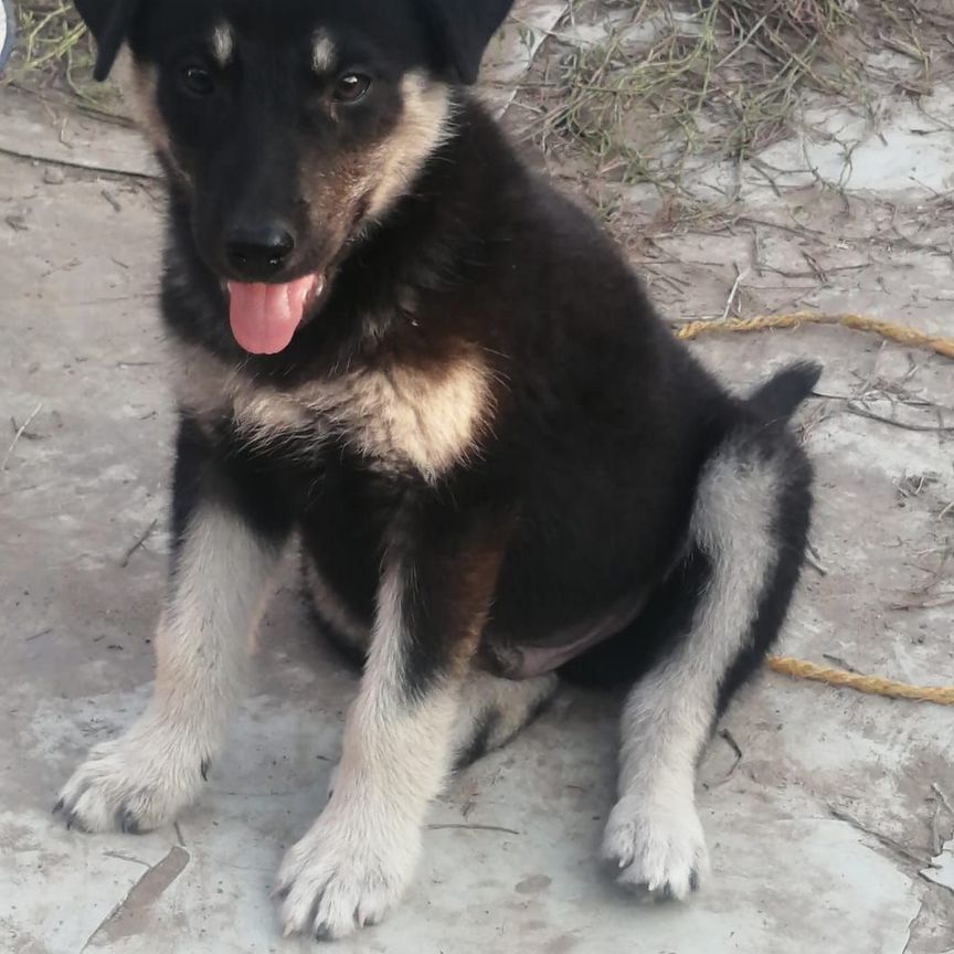 Щенок девочка 2,5-3 мес в добрые ручки