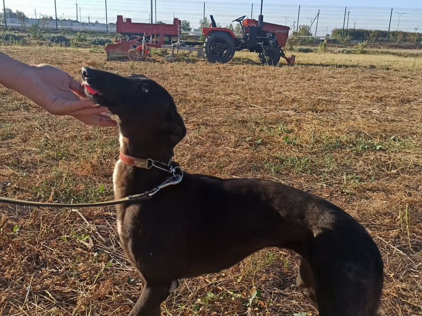 Уиппет Сала Суперсоник