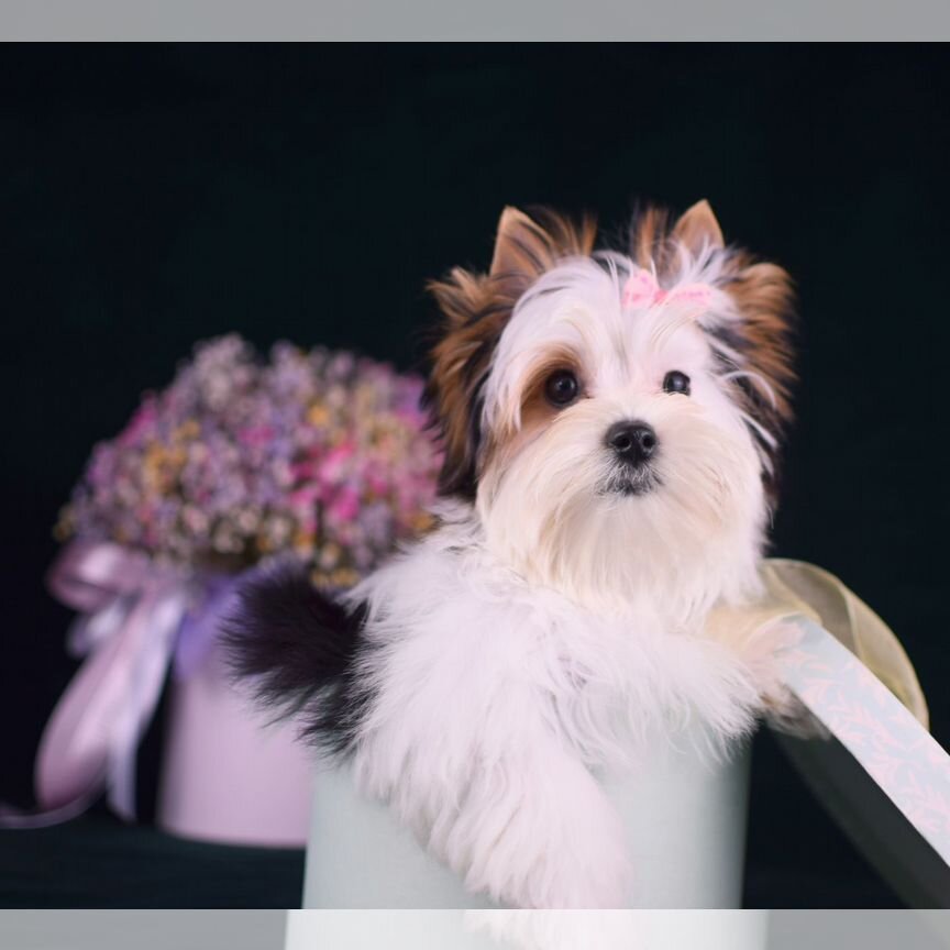 Бивер-йоркширский терьер, щенок