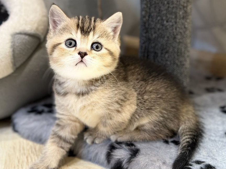 Шотландская девочка