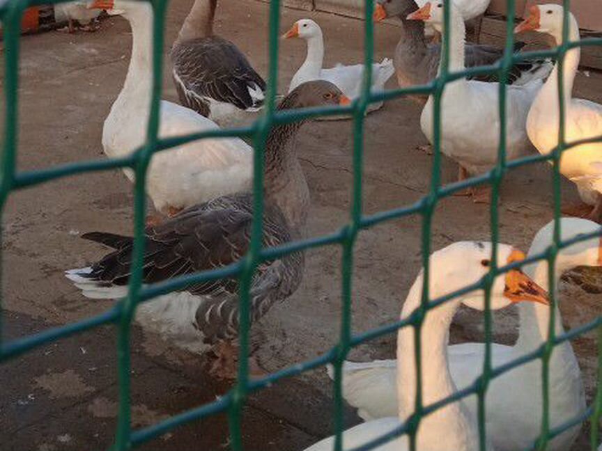 Гуси домашние