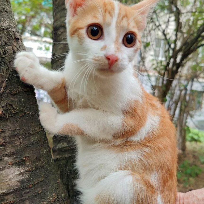 Нежный игривый котенок Лимончик в дар