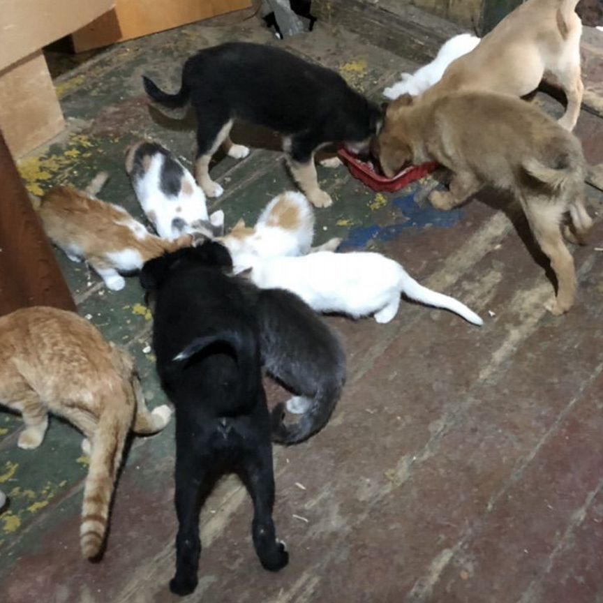 Котята и щенята в добрые руки