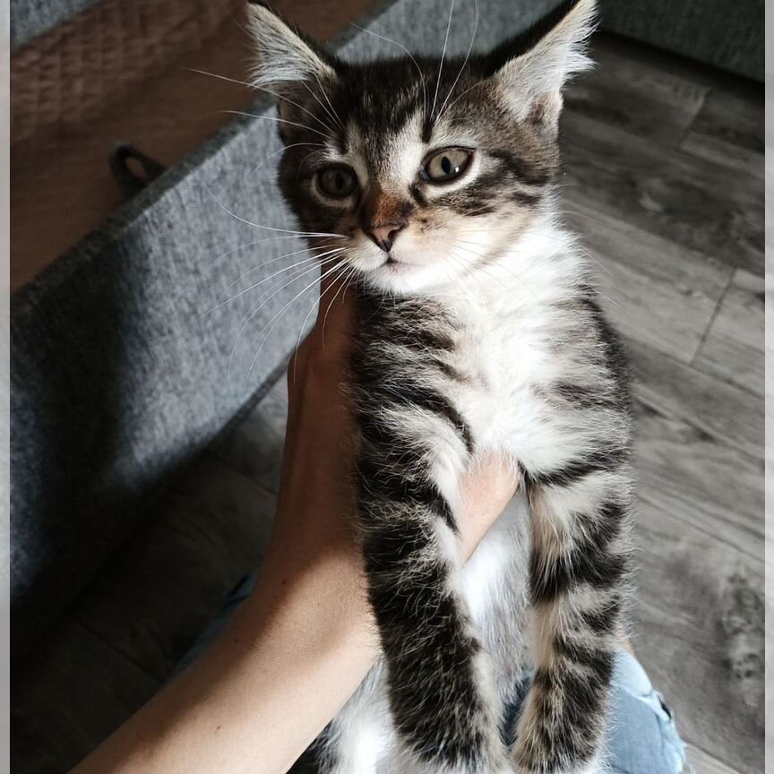 Котёнок в добрые руки