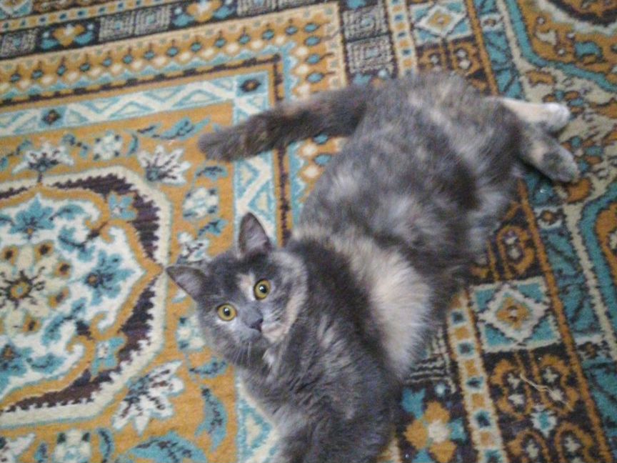 Василису (5 месяцев) в добрые руки