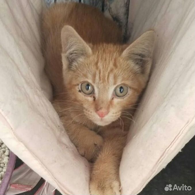 Ищем дом котенку рыжику