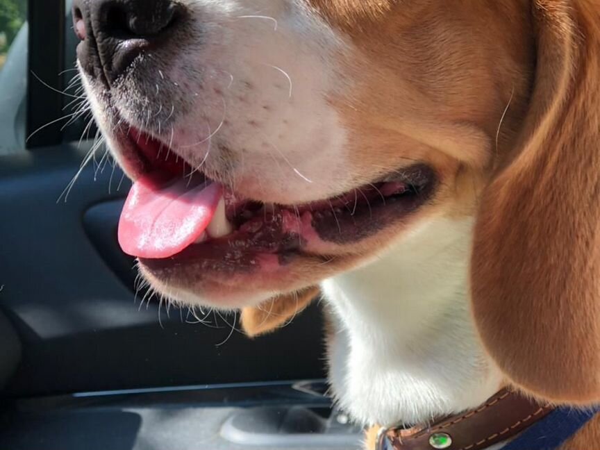 Собака Бася в новый дом