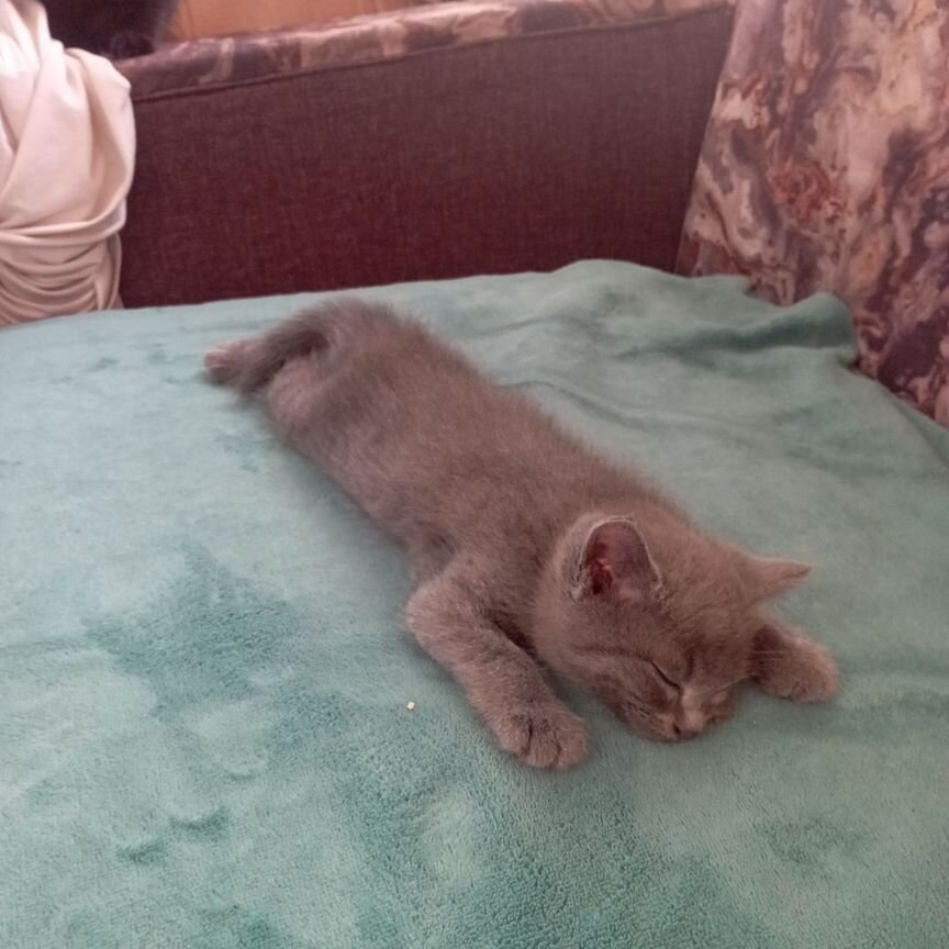 Русский голубой котёнок