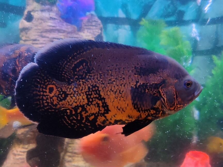 Рыба Астронотус 15-16 см