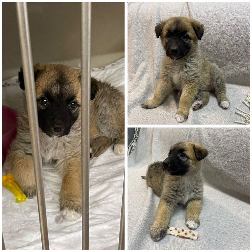 Щенок мэгги ищет семью