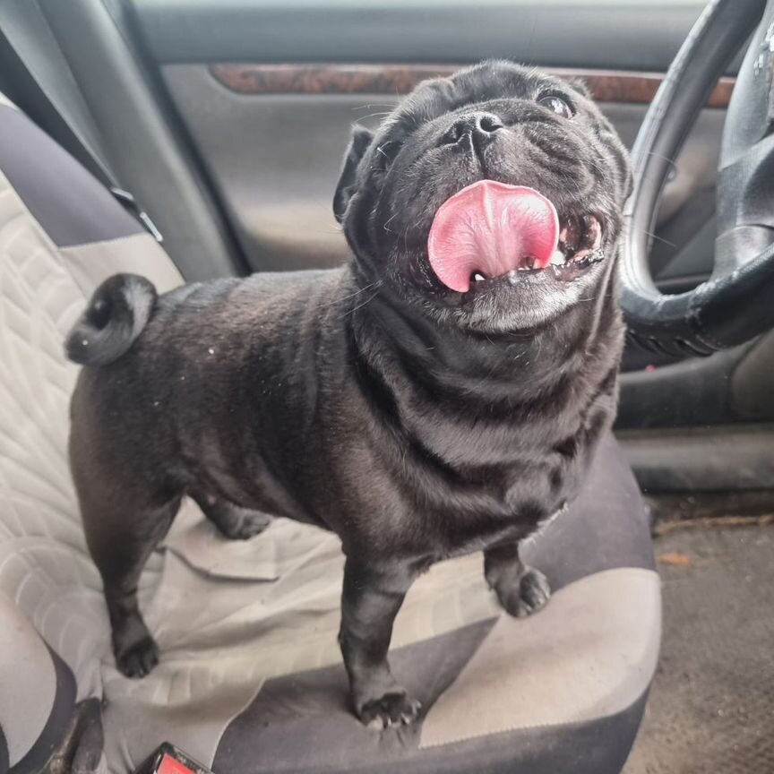 Мопс, взрослая собака