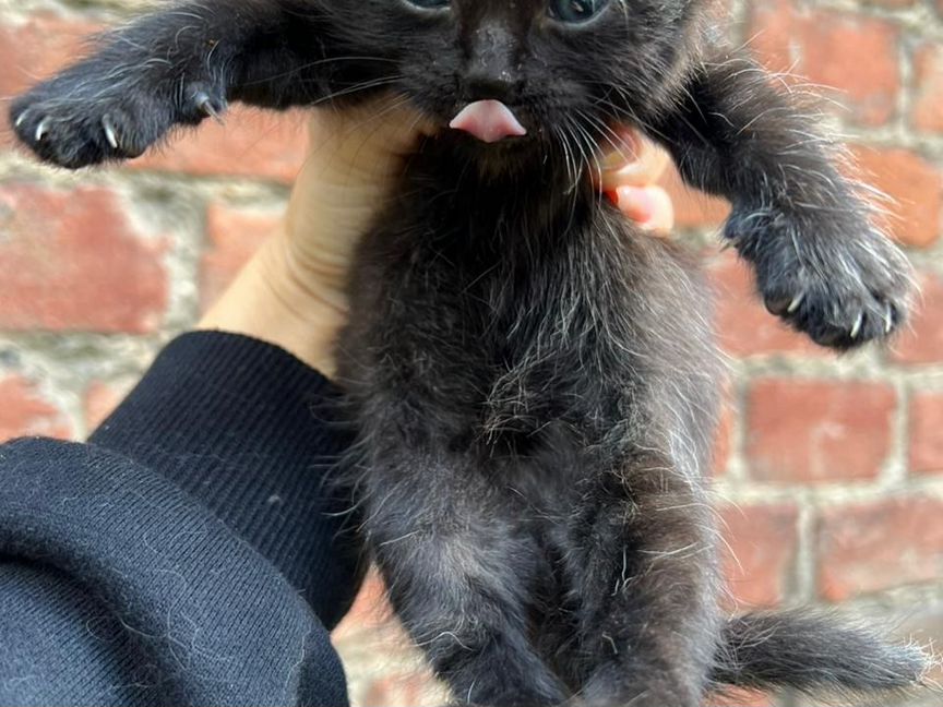 Котята бесплатно