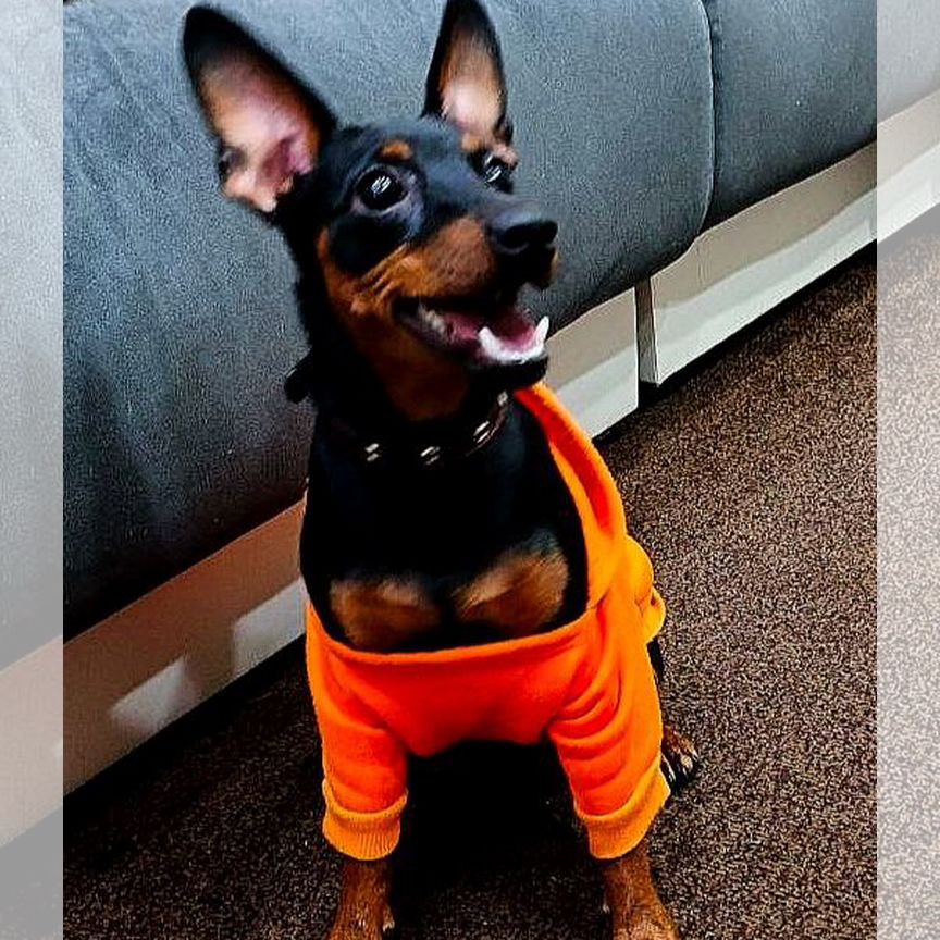 Цвергпинчер, щенок