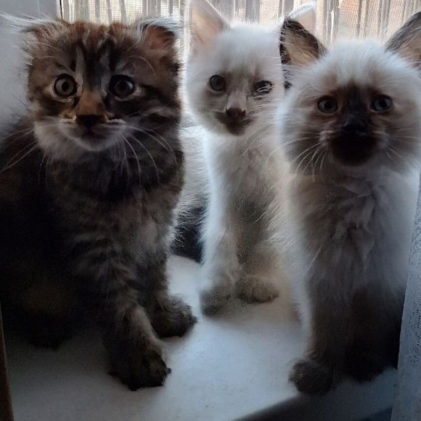 Котята в добрые руки
