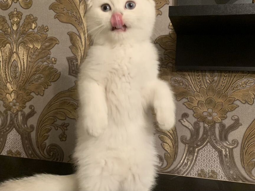 Котик игрунчик