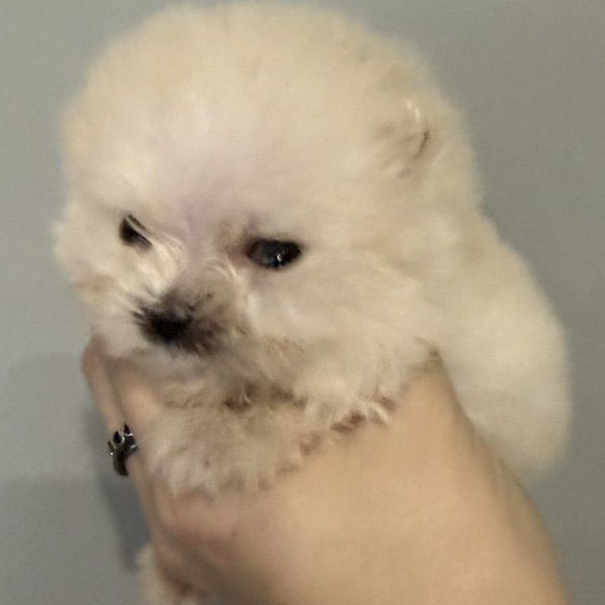 Померанский шпиц, щенок