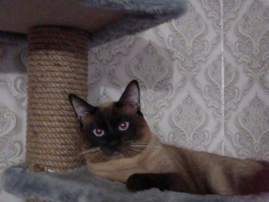 Тайский кот вязка