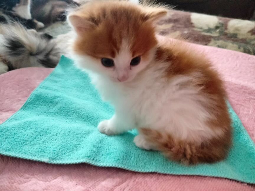 Маленький рыжулëнок