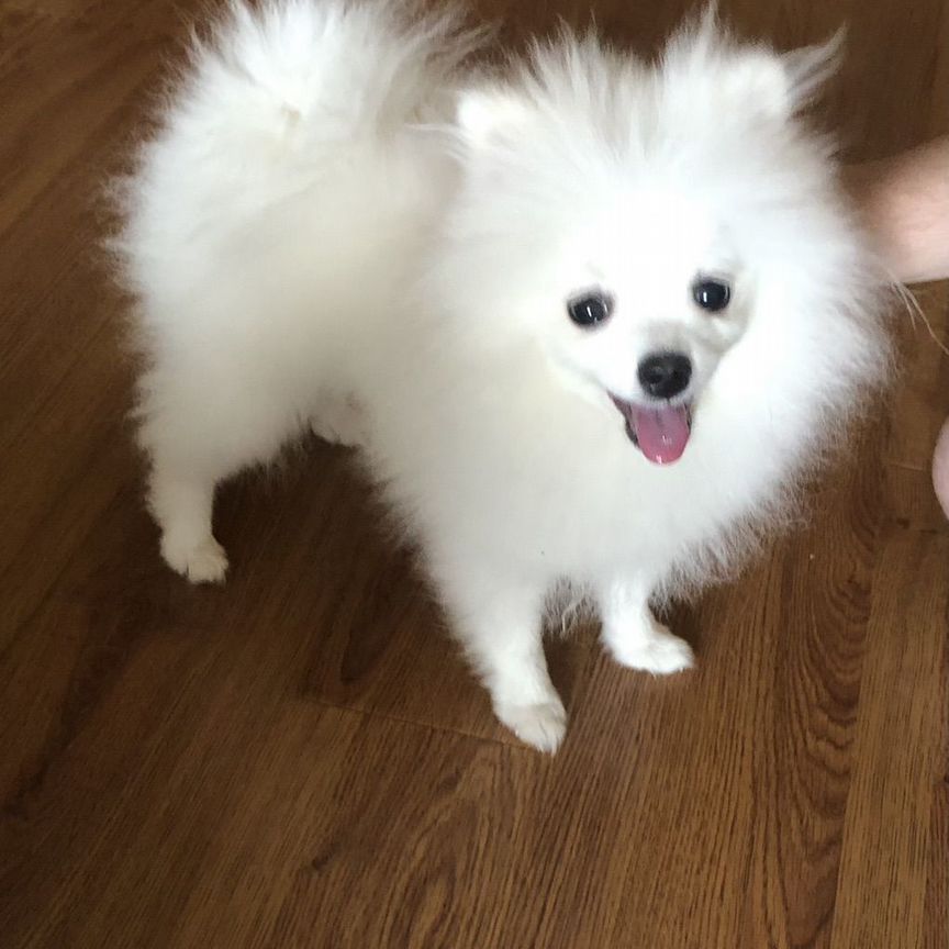 Померанский шпиц