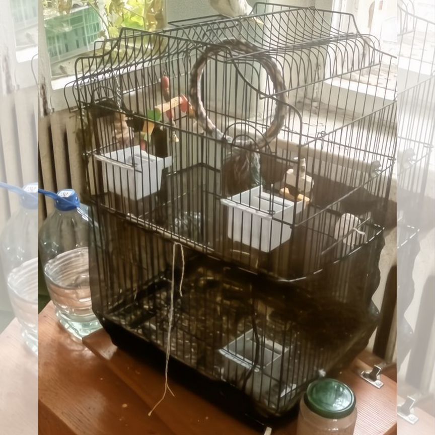 Попугай корелла ручной