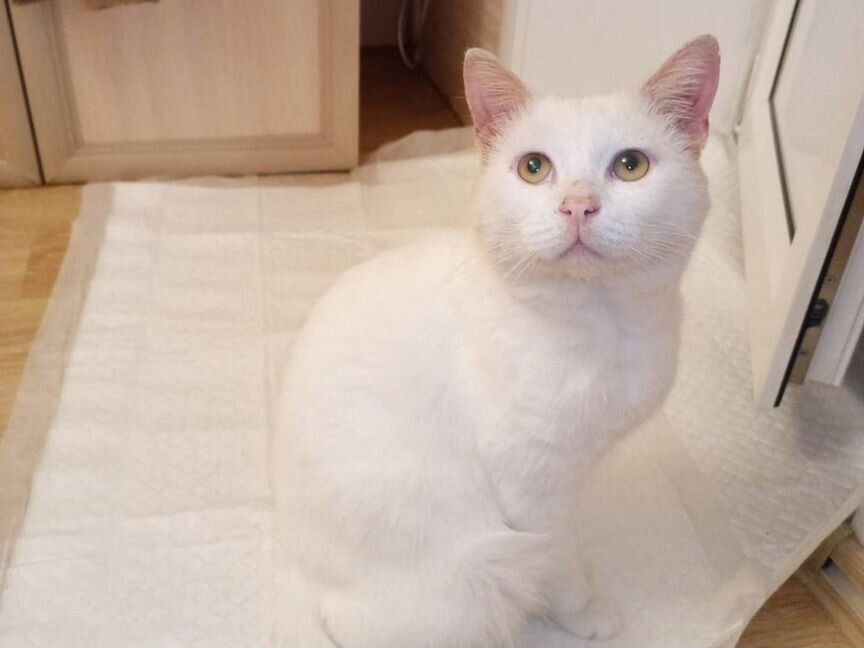 Белый кот Милаш в добрые руки