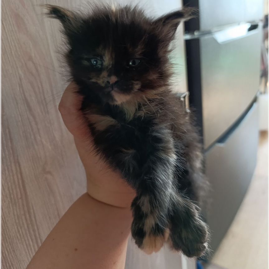 Мейн-кун котёнок