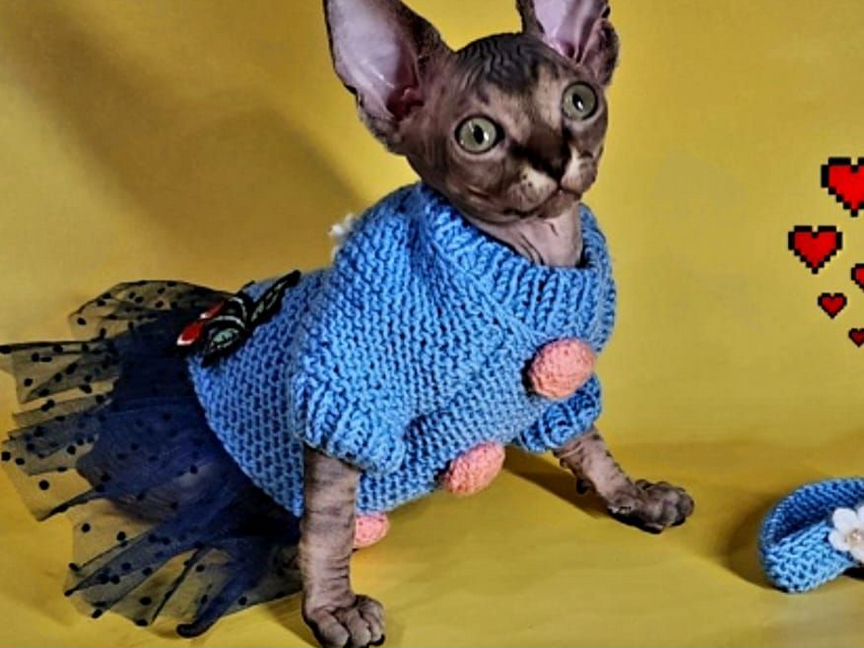 Котята канадского сфинкса