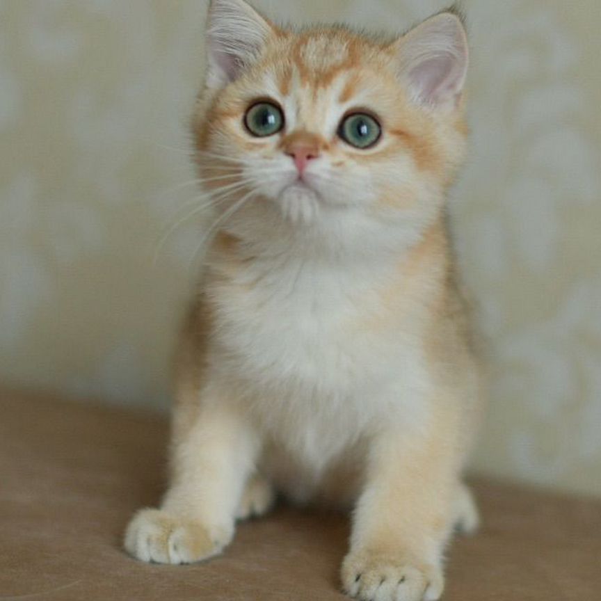 Британские котята