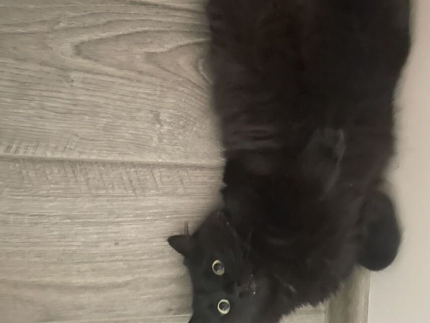 Кошачья шерсть