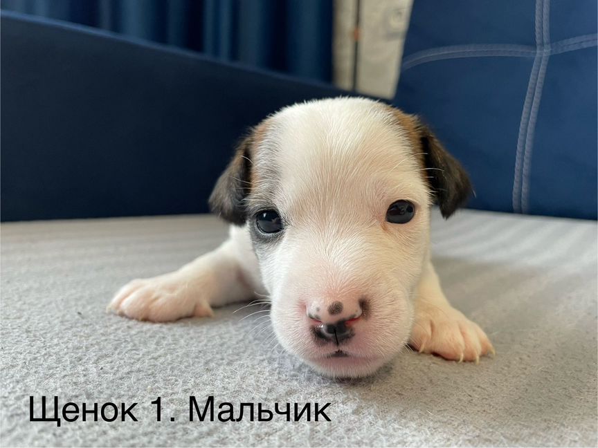 Щенки джек рассел терьер