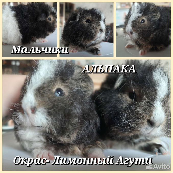 Морские свинки Фокс Агути Панда Альпака