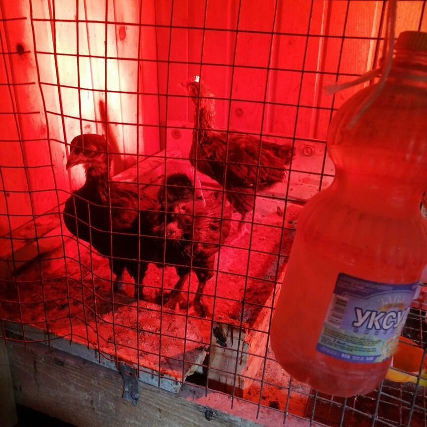 Петухи черно медный маран