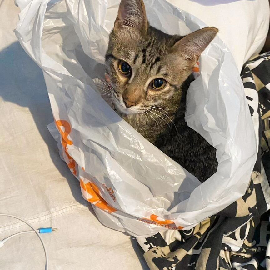 Потерялся котенок