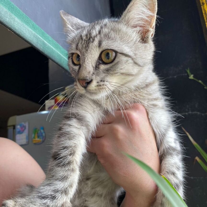 Котенок в добрые руки