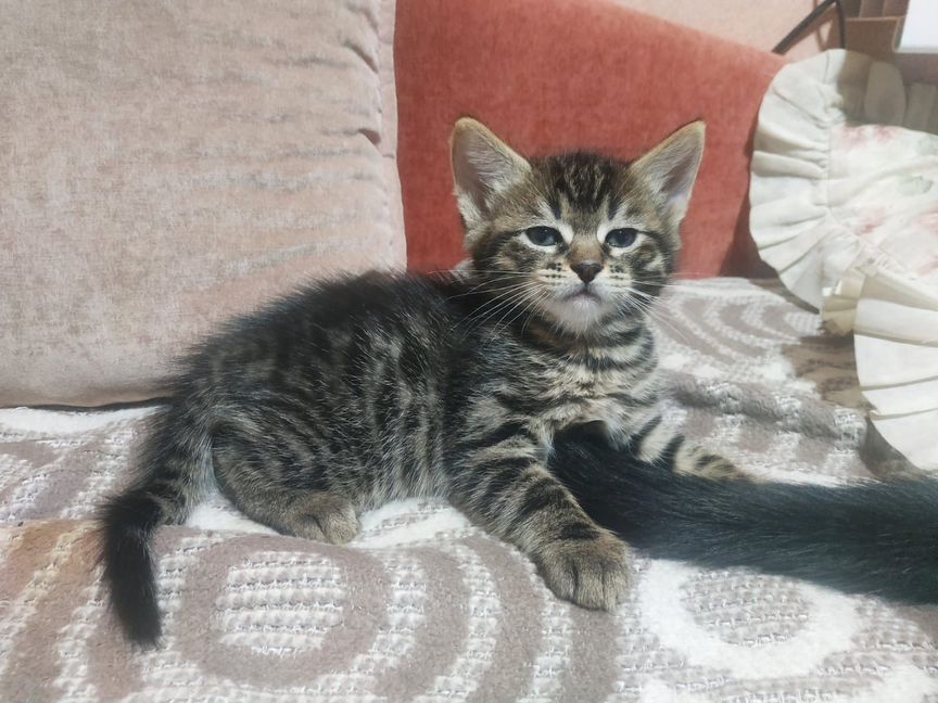 Котенок мальчик полосатый
