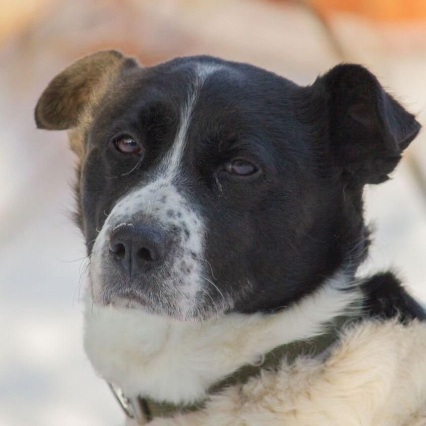 Послушная красавица собака Ронни