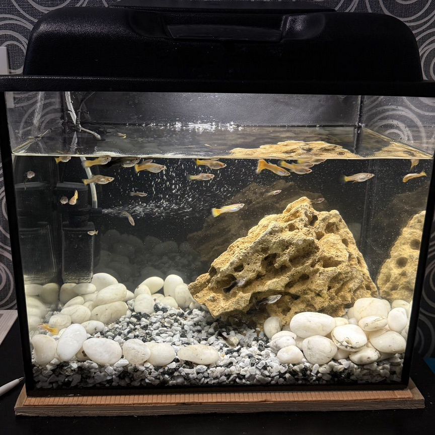 Аквариум 30 литров с рыбками и декором